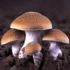SPACEBORN | MEDICINAL MUSHROOM MASTERPIECE