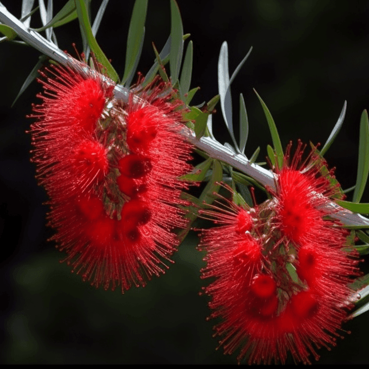 Callistemon Lanceolatus | INTERSTELLAR BLENDS