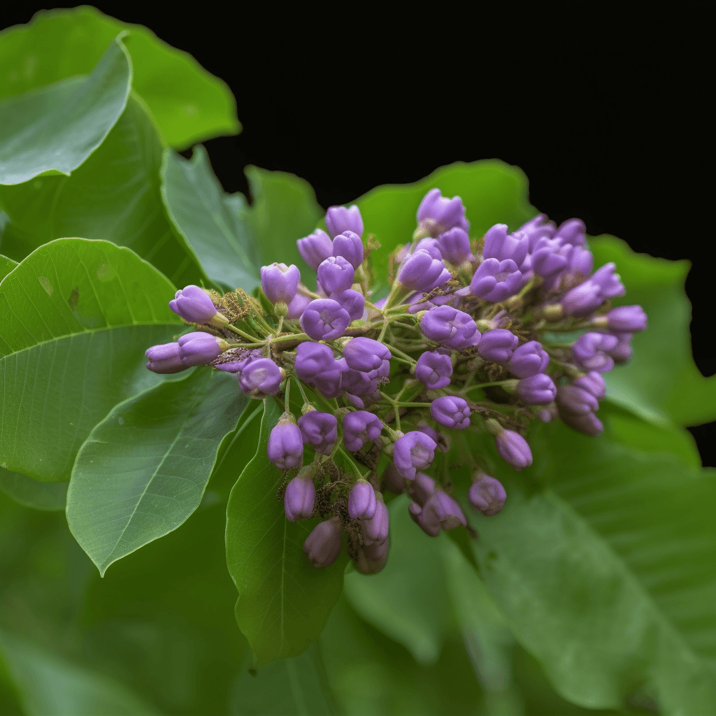 Millettia Speciosa | INTERSTELLAR BLENDS
