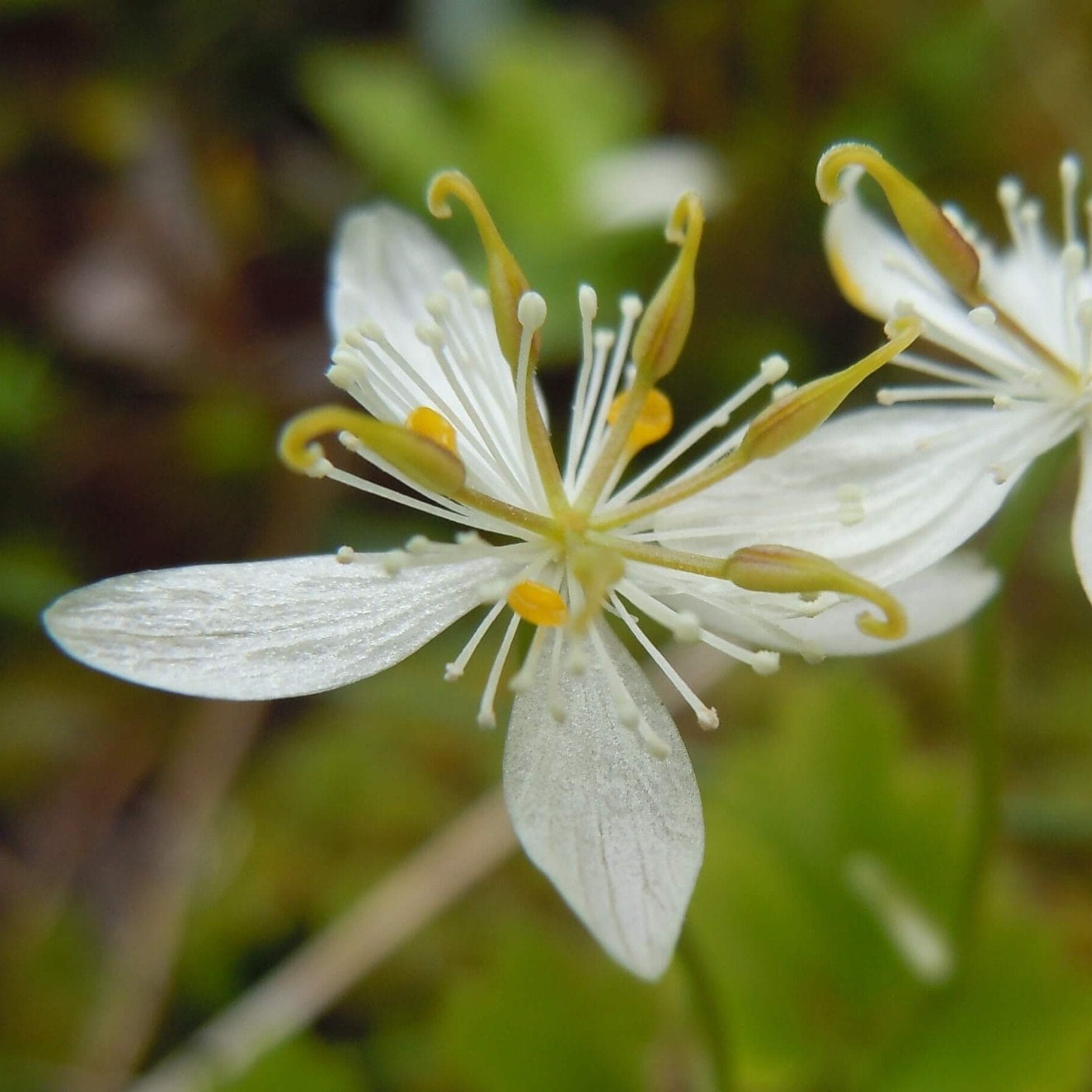 Coptis Chinensis | INTERSTELLAR BLENDS