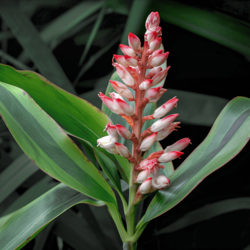 Alpinia Officinarum | INTERSTELLAR BLENDS