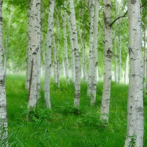 Betula Platyphylla Bark | INTERSTELLAR BLENDS