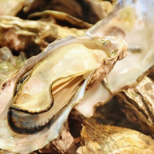 Oyster Extract | INTERSTELLAR BLENDS